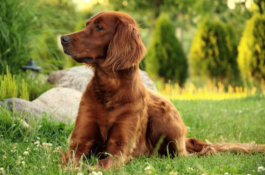 Wie viel Futter braucht ein Irish Red Setter - Der Futtermann